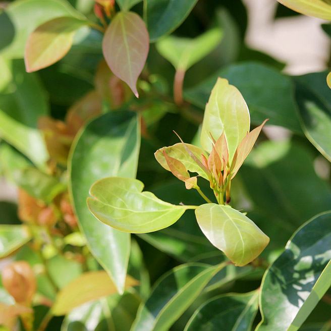 Kampfer: Der natürliche Alleskönner aus Asien | Tiger Balm